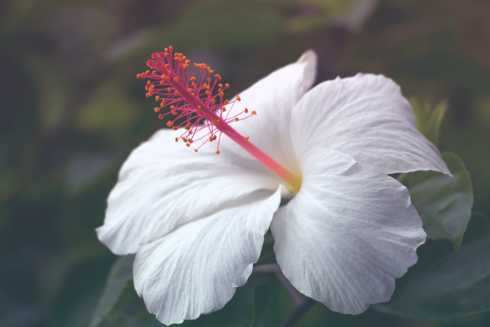 Aloha Service Specialists